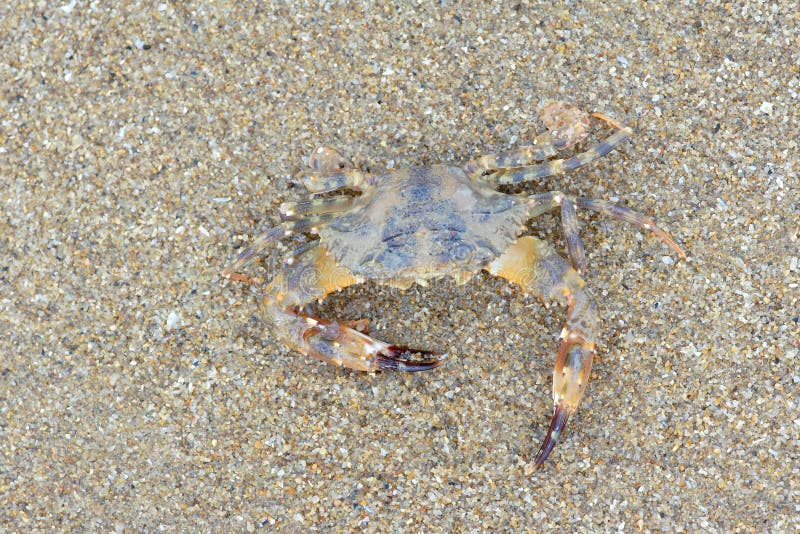 Le crabe de mer image stock. Image du danger, rampement - 1829489