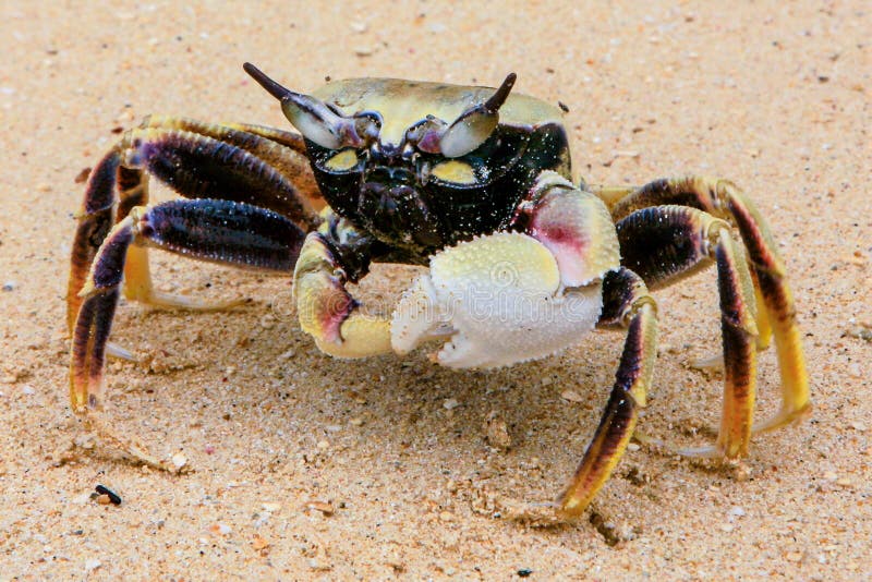 Crabe de mer sur la plage photo stock. Image du langoustine - 116765258