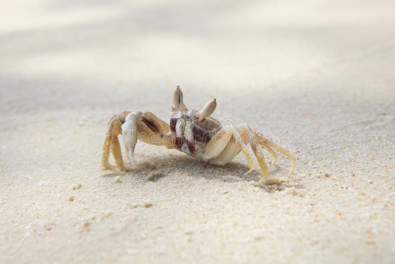 Crabe De Mer Sur La Plage De Sable Photo stock - Image du beau ...