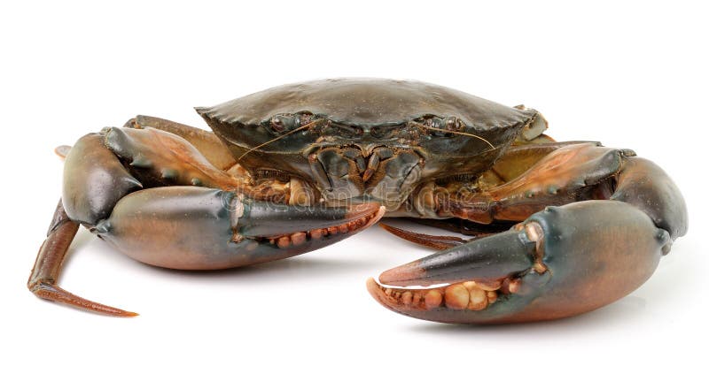 Crabe De Mer Sur Le Fond Blanc Image stock - Image du coque, blanc ...