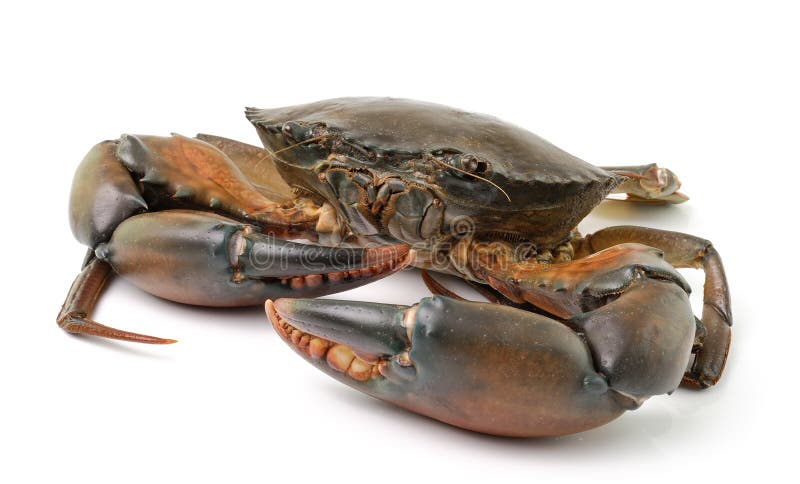 Crabe De Mer Sur Le Fond Blanc Image stock - Image du marin, nageur ...