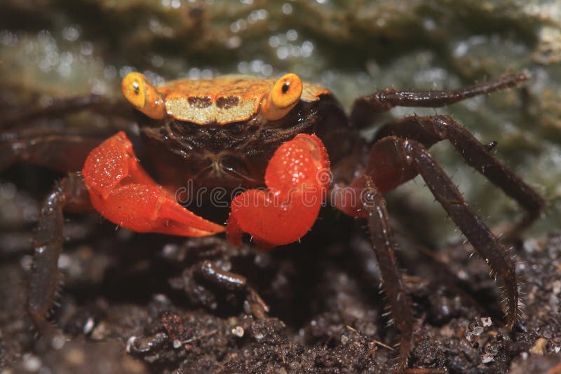 Crabe De Vampire De Geosesarma Image stock - Image du freshwater, crabe ...