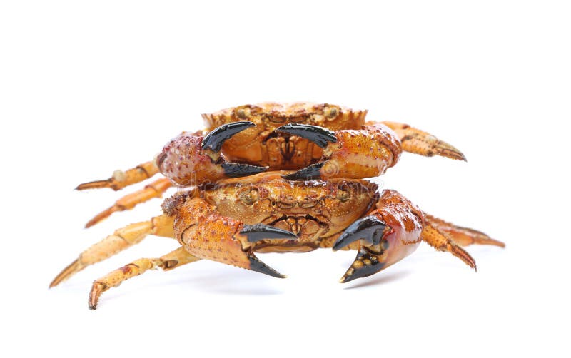 Crabe Bouilli Par Jaune Sur Le Fond Blanc Photo stock - Image du ...