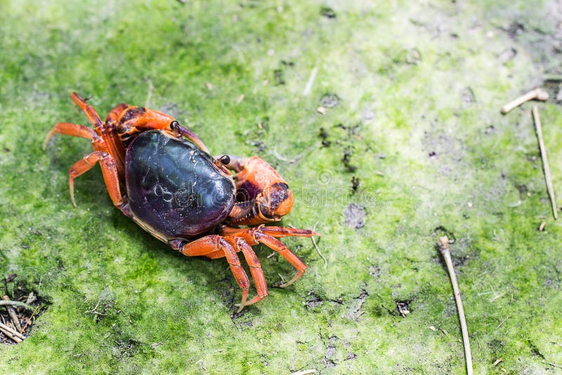 Crabe Farineux (chulabhorn De Thaipotamon) Photo stock - Image du zone ...