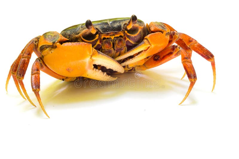 Crabe Farineux (chulabhorn De Thaipotamon) Photo stock - Image du durée ...