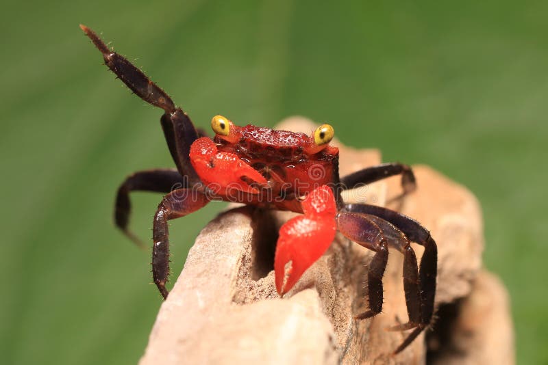 Crabe De Vampire De Geosesarma Image stock - Image du freshwater, crabe ...