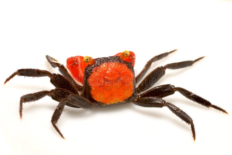 Crabe Geosesarma Hagen De Vampire Photo stock - Image du vampire ...