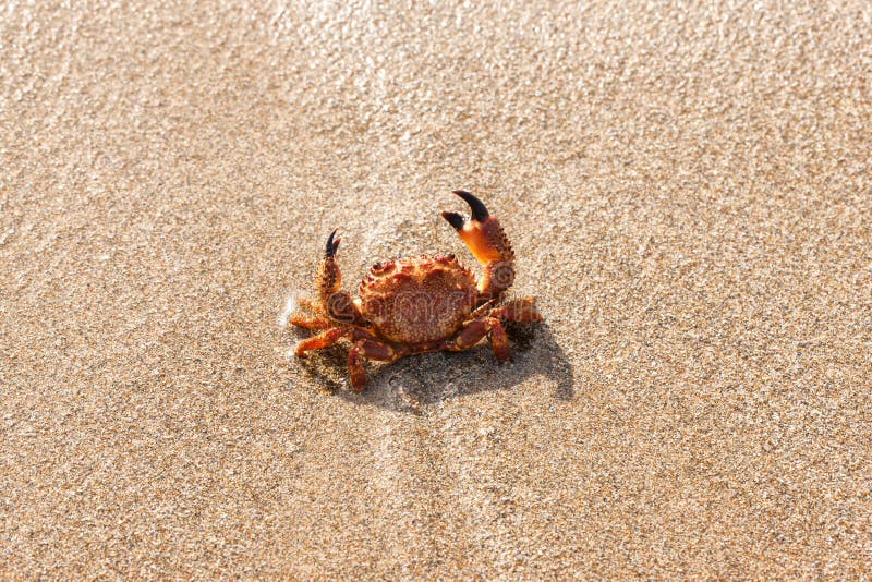 Petit Crabe Rouge Marchant Sur La Plage Image stock - Image du plage ...