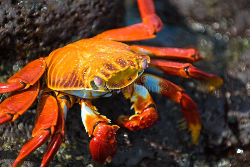 Crabe Rouge De Pied De Lihgt De Sortie Sur Une Roche Galpagos Image ...