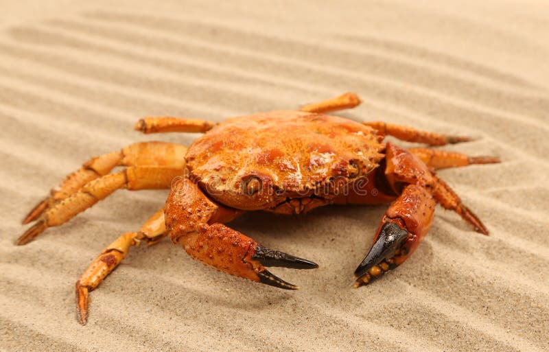 Crabe Rouge Sur Le Sable De Mer Image stock - Image du cuit, aquatique ...