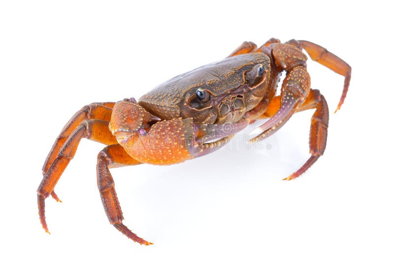 Crabe de mer photo stock. Image du invertébré, nageur - 61903194