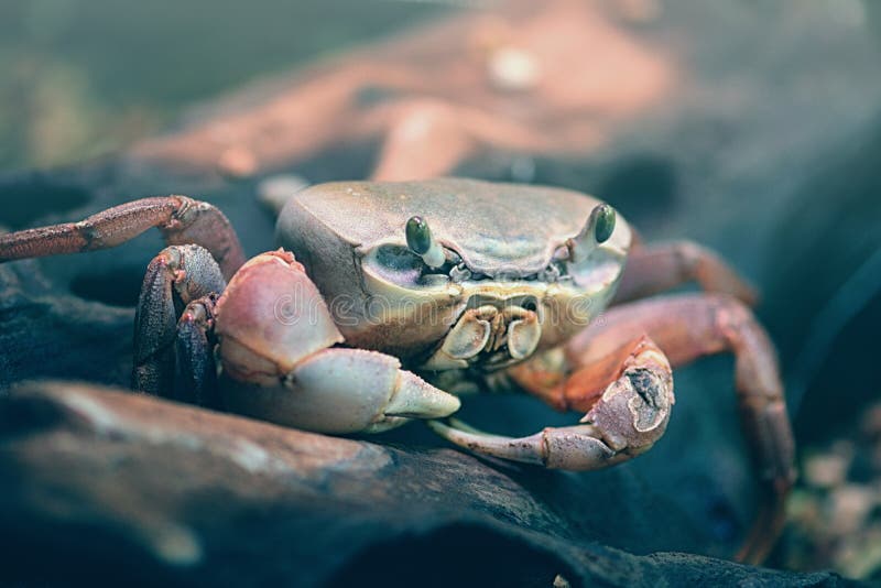 Portrait De Crabe Sur La Plage Tropicale, Sulawesi Photo stock - Image ...