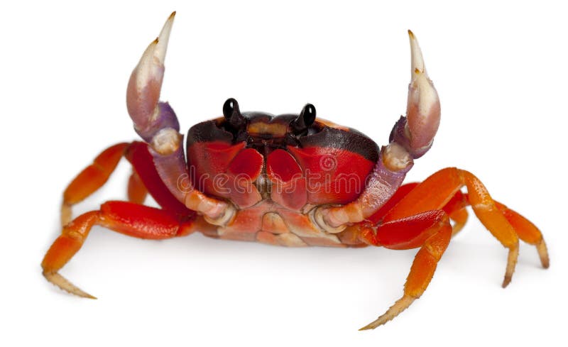 Crabe Terrestre Rouge, Quadratus De Gecarcinus Image stock - Image du ...