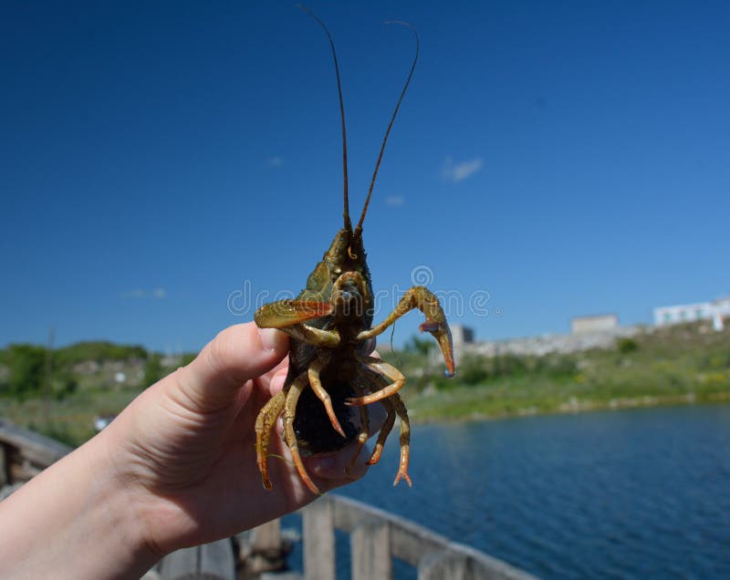 A crabfish in hands stock image. Image of live, animal - 43622363