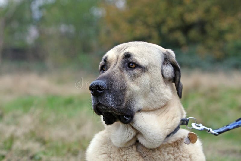 Chien Chien De Berger Anatolien, Turquie Photo stock - Image du ...