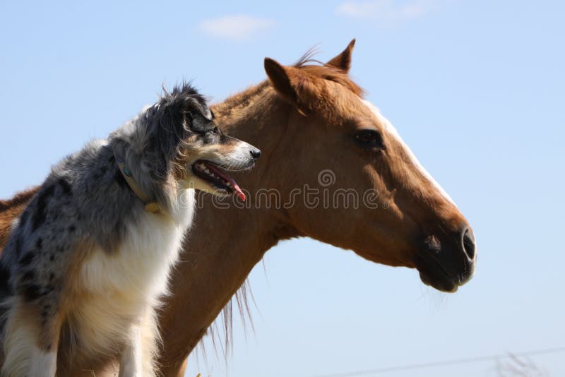 Berger Australien Avec Un Cheval Photo stock - Image of animaux ...