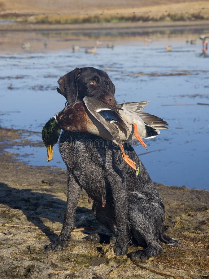 Chien De Chasse Avec Un Canard Image stock - Image du oiseau, canon ...
