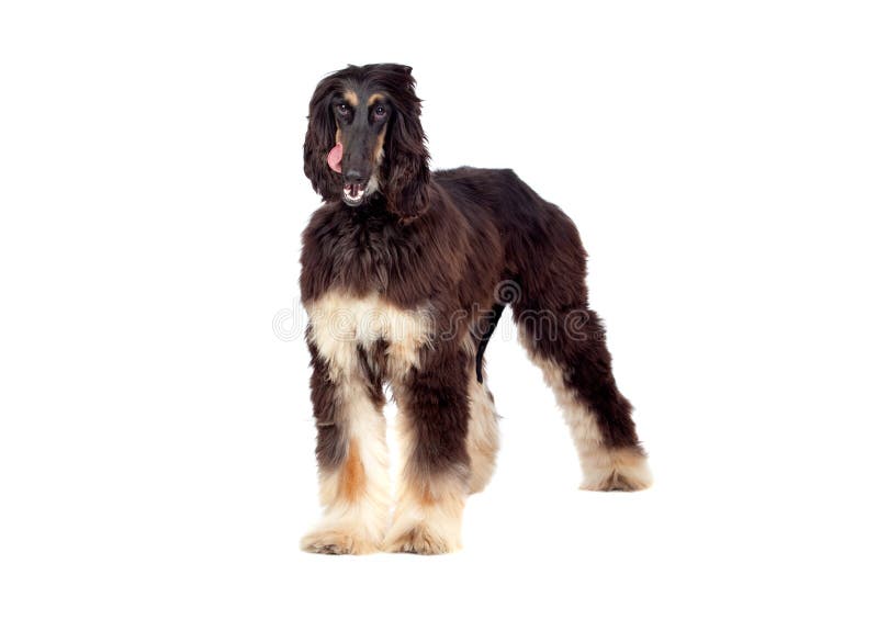 Crabot de chien Arabe photo stock. Image du masculin - 16978548