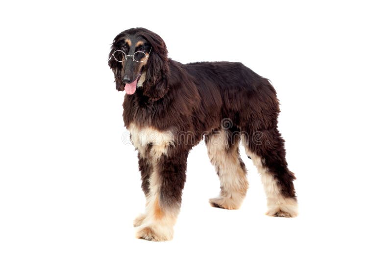 Crabot de chien Arabe photo stock. Image du masculin - 16978548