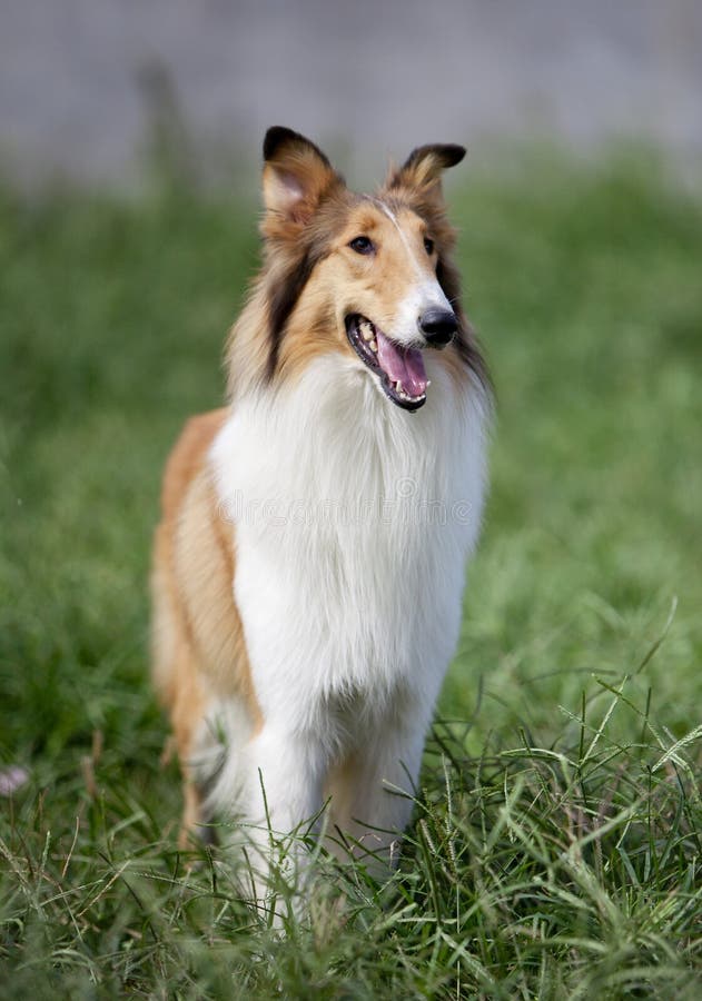 Colley image stock. Image du ciel, fourrure, shetlands - 4421849
