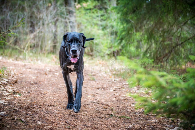 Crabot de Danois grand photo stock. Image du grand, taille - 51492372