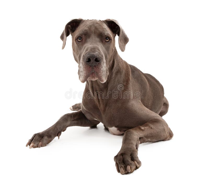 Crabot De Danois Grand D'isolement Sur Le Blanc Photo stock - Image du ...