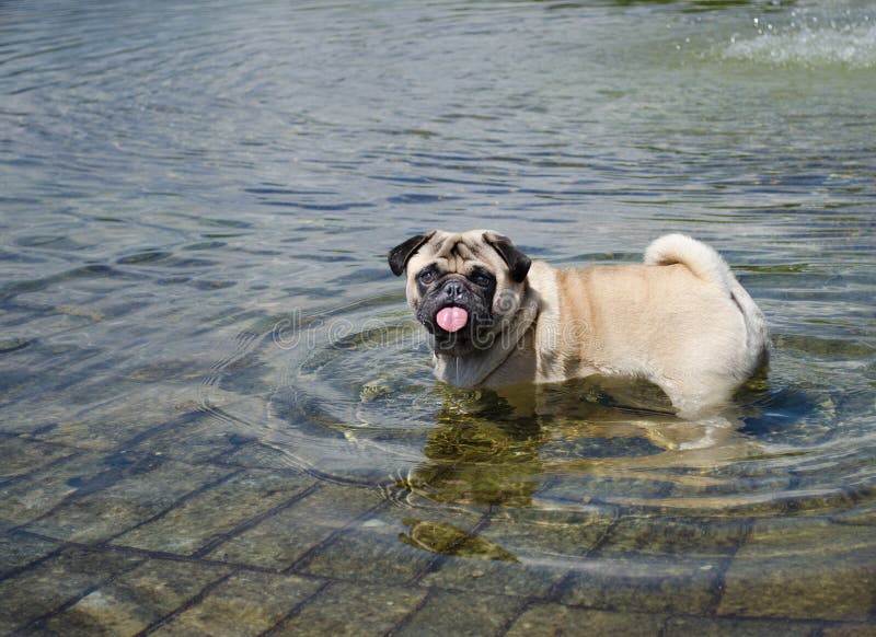 Chien De Roquet Dans Une Plage Image stock - Image du océan, extérieur ...