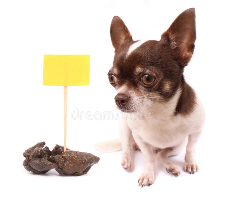 994 Photos de Merde De Chien - Photos de stock gratuites et libres de ...