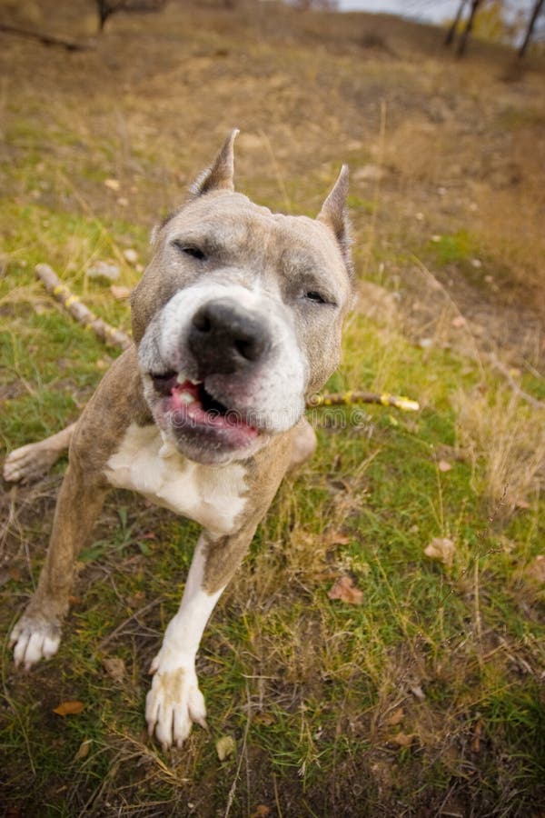 Chien fou photo stock. Image du crabot, animal, espiègle - 31493458