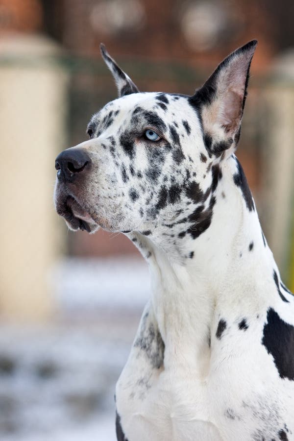 Chiots Dogue Allemand bleu image stock. Image du bleu - 21918581