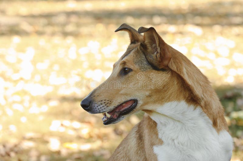 Crabot lisse de colley image stock. Image du extérieur - 27040297