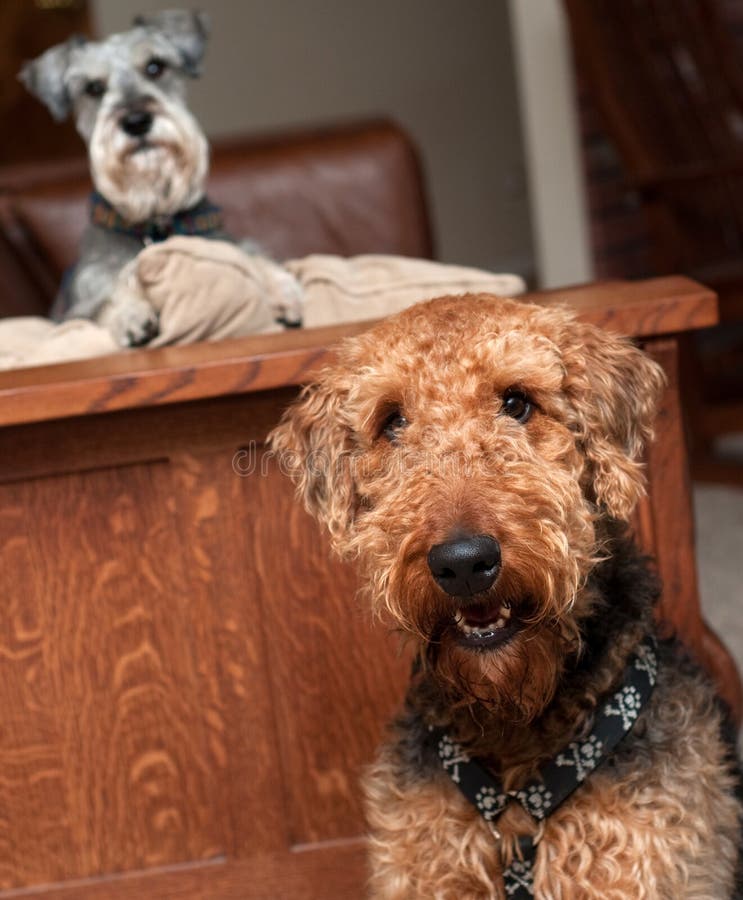 Chien vilain image stock. Image du séance, mignon, canin - 39900413