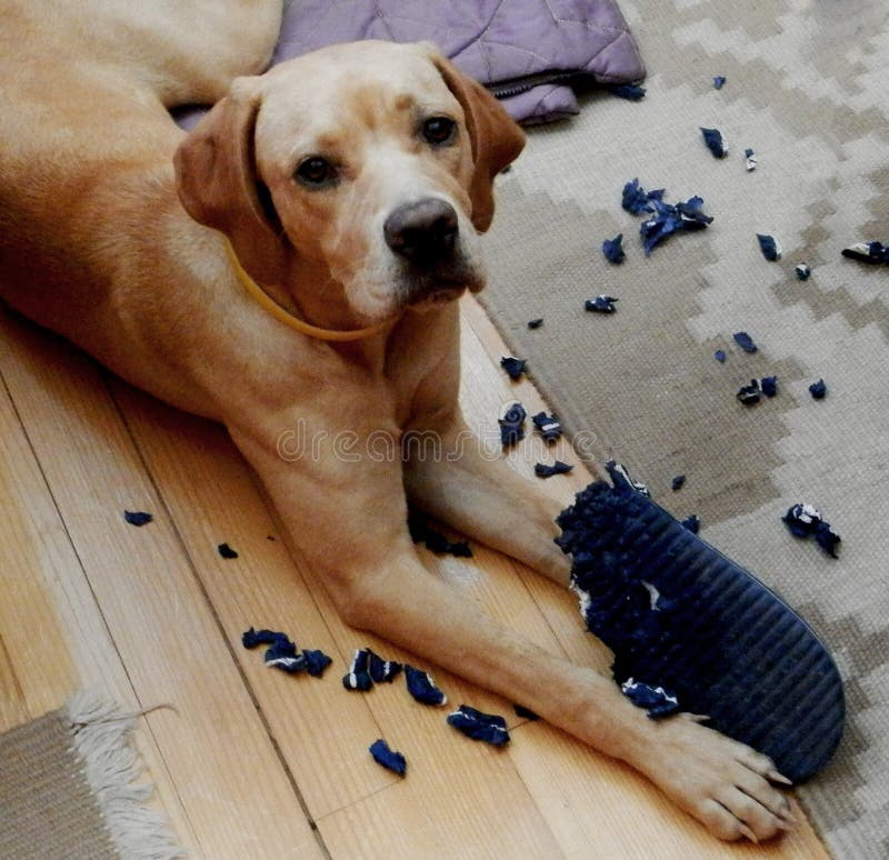 Chien vilain image stock. Image du séance, mignon, canin - 39900413