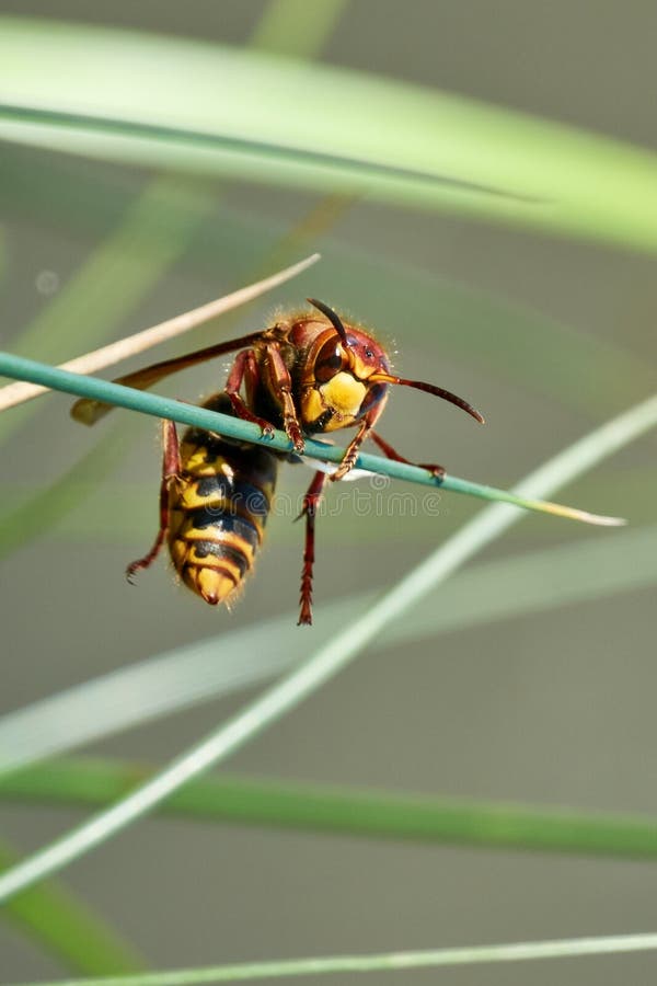 Crabro del Vespa foto de archivo. Imagen de insecto, europeo - 97015084