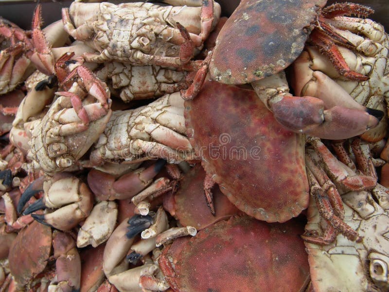 Crabs stock photo. Image of ocean, crabs, industry, marine - 14068