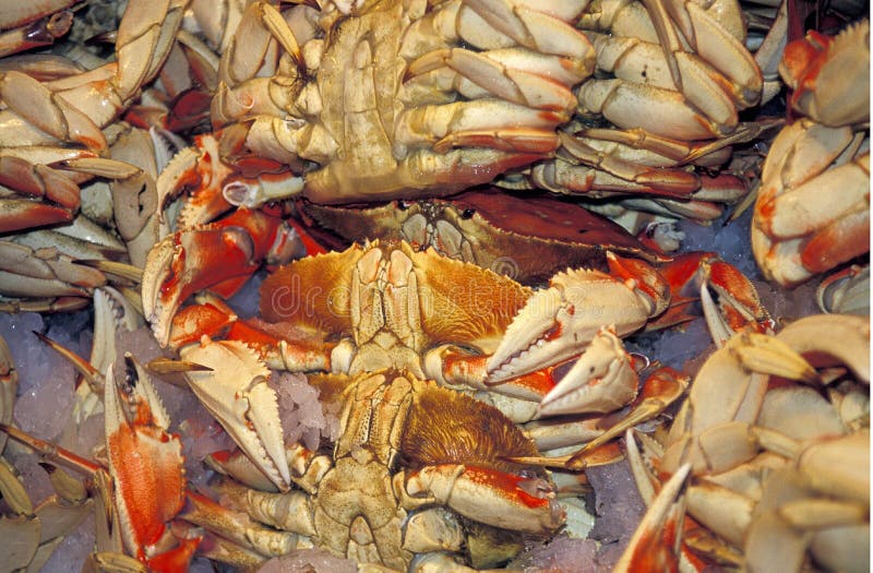 Crabs stock image. Image of meat, gumbo, crabs, shellfish - 717407