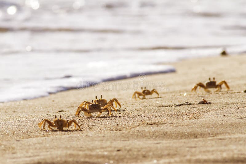 Crabs on beach stock photo. Image of nature, habitat - 38455376 Crabs on beach stock photo. Image of nature, habitat - 38455376