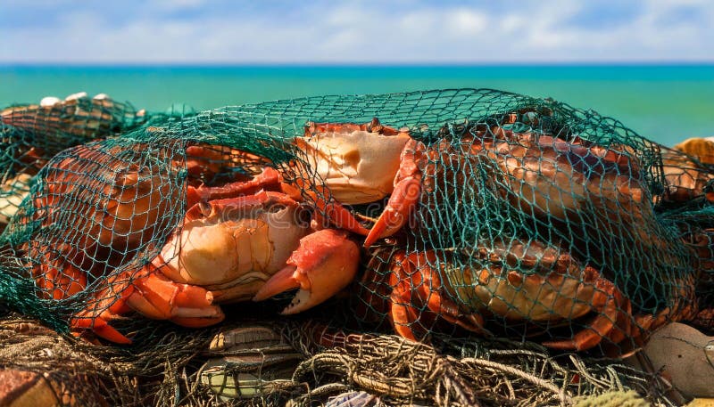 Generated Image?Crabs Caught in a Net Stock Photo - Image of hokkaido ...