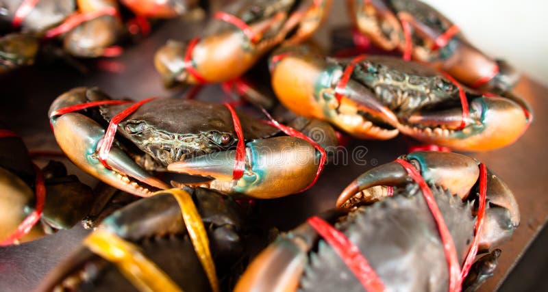 Crabs close-up stock photo. Image of shell, frontal, claw - 11298902