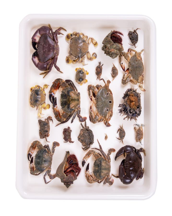 Crabs on Container ,isolated on White Background with Clipping Path ...