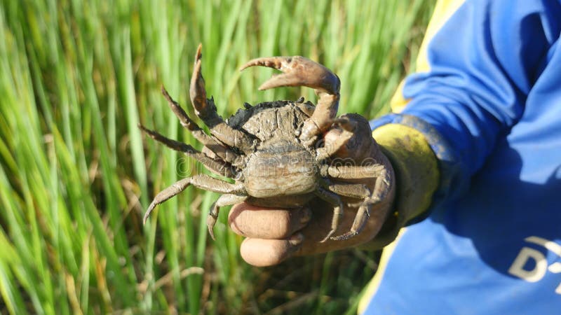 Crab Hunter, Crabbing, Crabs, Crab Catcher Stock Footage - Video of ...