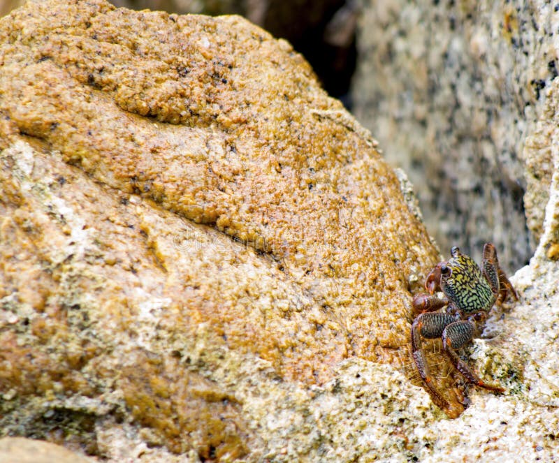 Crabs stock photo. Image of crustacean, water, coast - 67430734