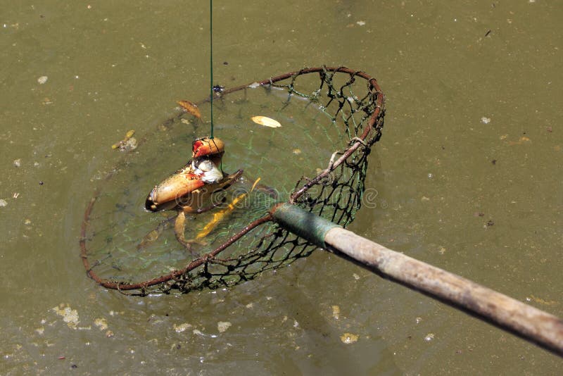 Crabs stock photo. Image of vacations, netting, industry - 48674316