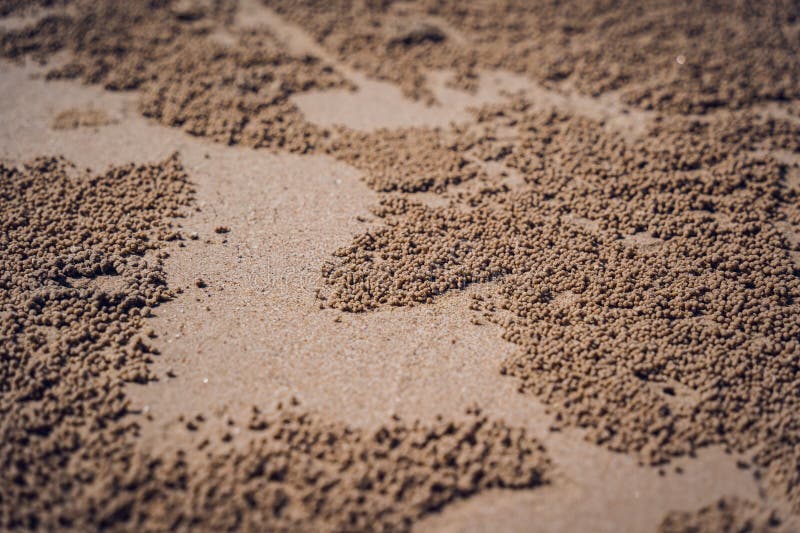 Crabs Dug Holes and Left Sand Balls on the Beach Stock Image - Image of ...