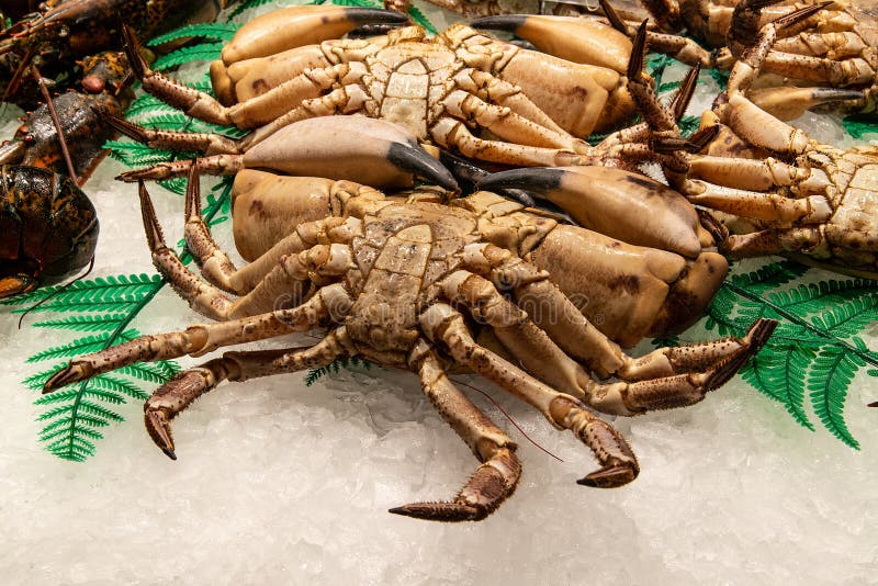 Crabs at the Fish Market Closeup Belly Up. Stock Photo - Image of ...