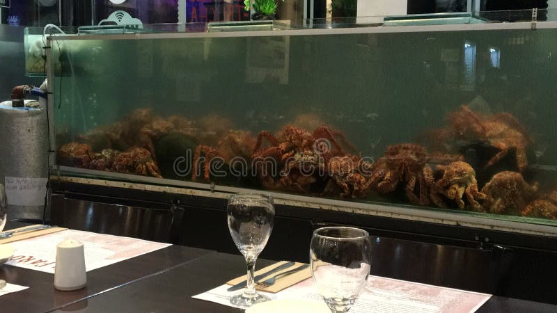 Crabs in the Fish Tank of a Restaurant in Ushuaia Editorial Stock Image ...
