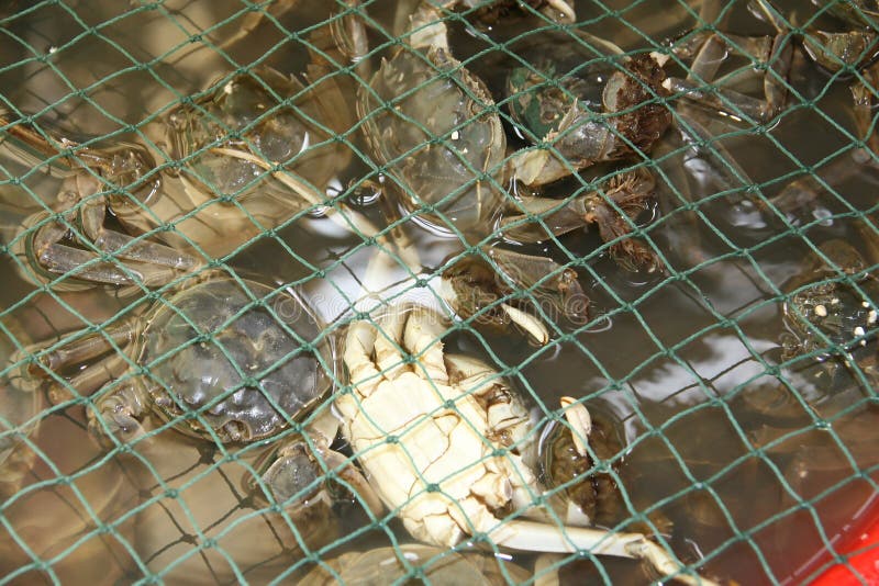 Crabs in fishing net stock image. Image of highlands - 86681219