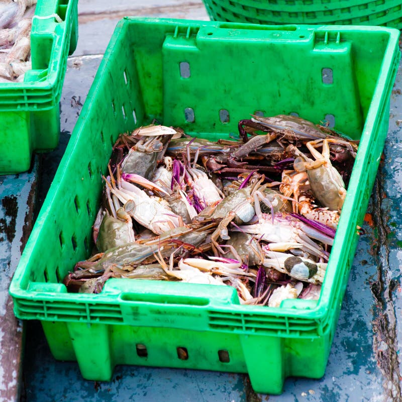 Crabs in the Green Plastic Box at the Fish Market Stock Image - Image ...