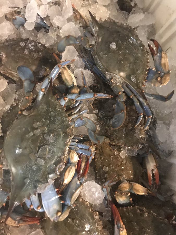 Crabs in ice stock photo. Image of uncooked, texture - 29559834