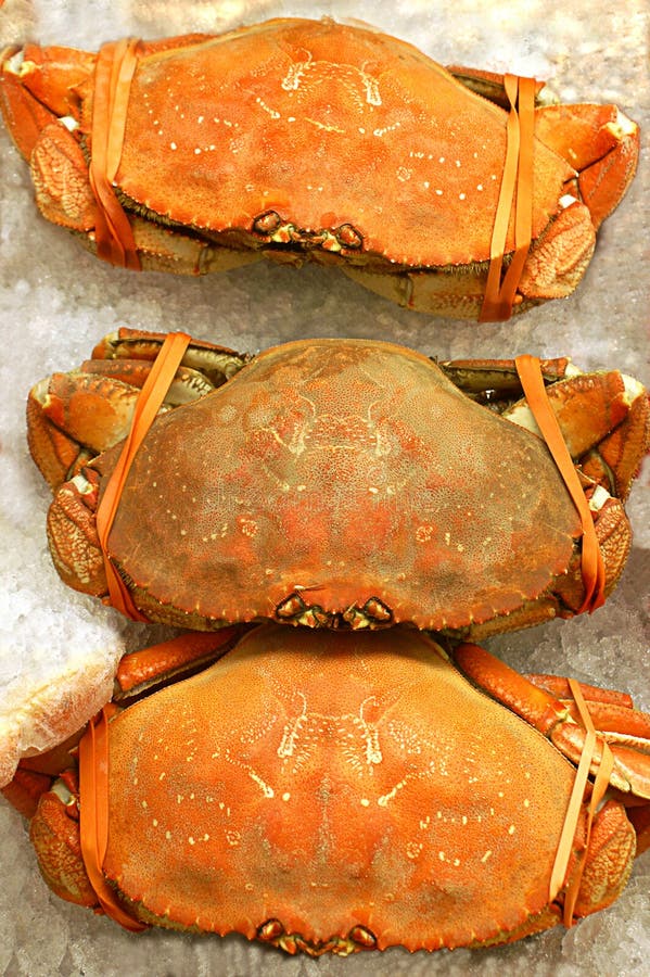 Crabs on Ice stock photo. Image of display, fresh, america - 34356286